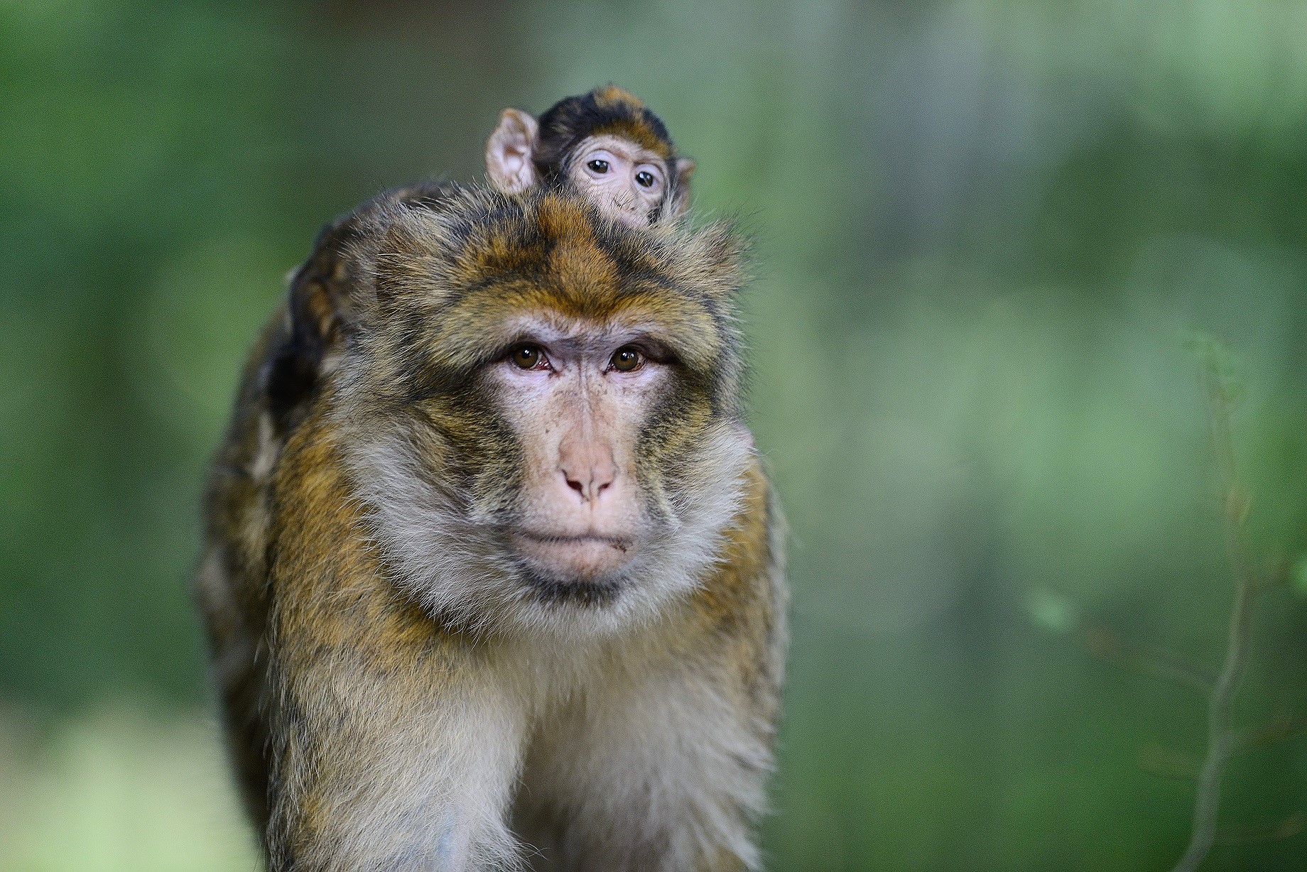 Ausflugstipp: Wochenendausflug zum Affenberg Salem – eine Begegnung mit ...
