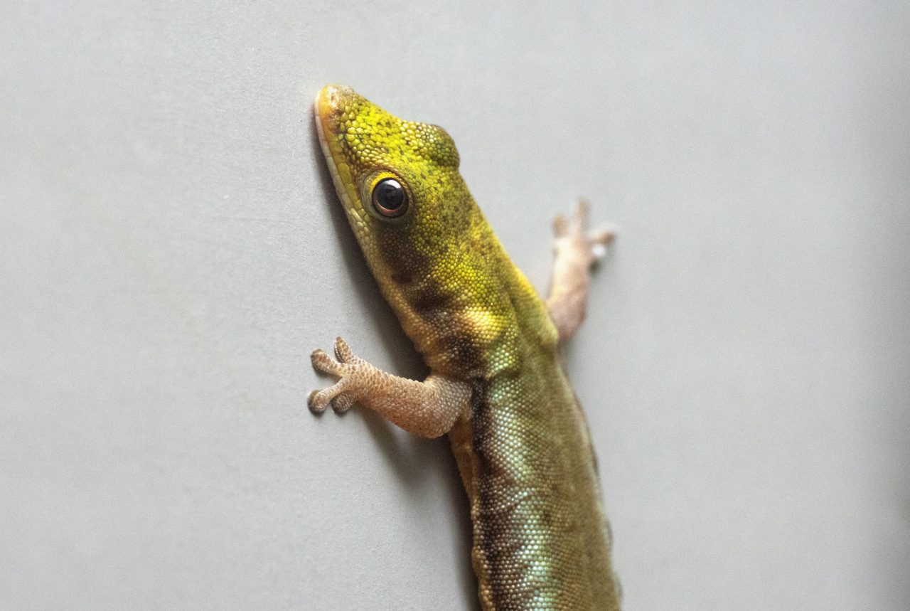 Der Gecko: Zootier des Jahres 2024 | insideBW.de