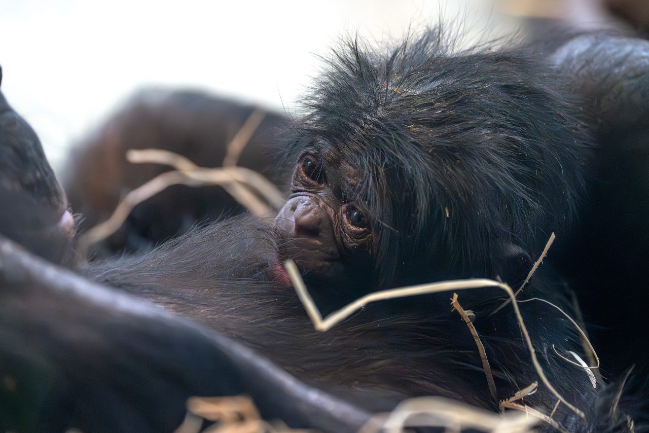 Unglaubliches Babyglück in der Wilhelma: Bonobo-Urgroßmutter Chipita ...