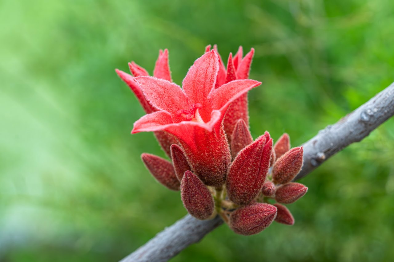 Eukalyptus und Baumfarn – Australiens Pflanzenvielfalt in der Wilhelma ...