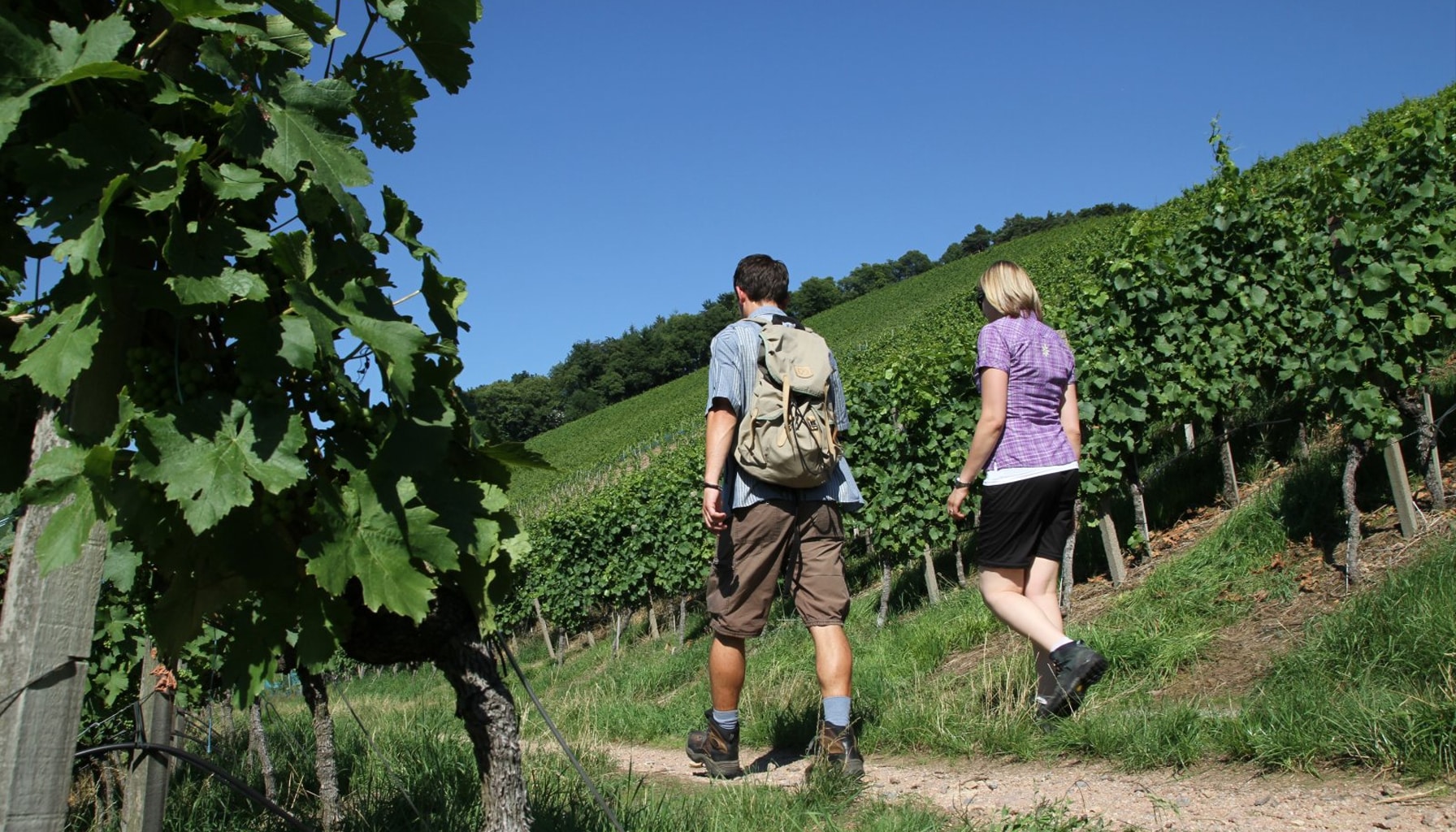 Weinzauber: 5 traumhafte Weinwanderungen in Baden-Württemberg