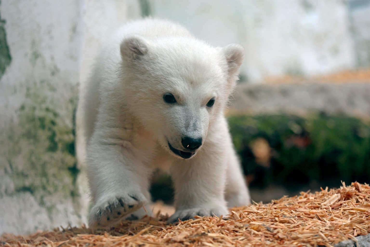Eisbär-Baby im Zoo Karlsruhe erobert die Herzen: Bald können Besucher ...
